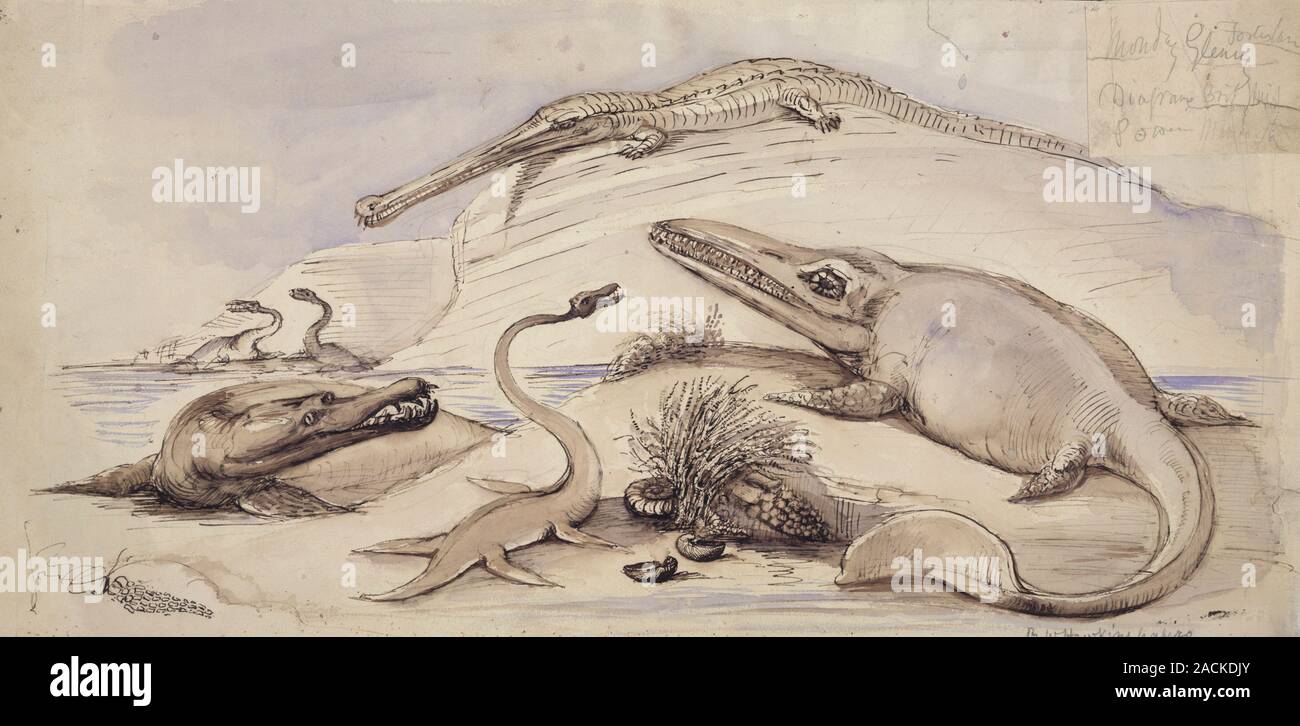 Prehistoric marine reptiles. Shown here are Ichthyosaurus, Plesiosaurus ...