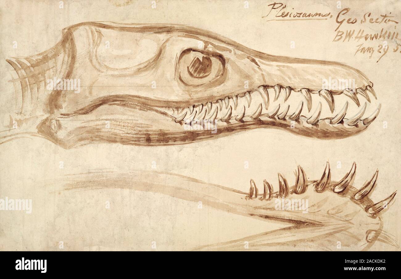 Plesiosaurus marine reptile. Study of the head of a Plesiosaurus, a ...