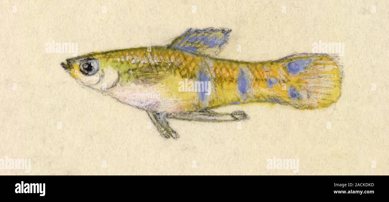 Guppy fish (family Poeciliidae). This artwork dates from 1903, and is ...