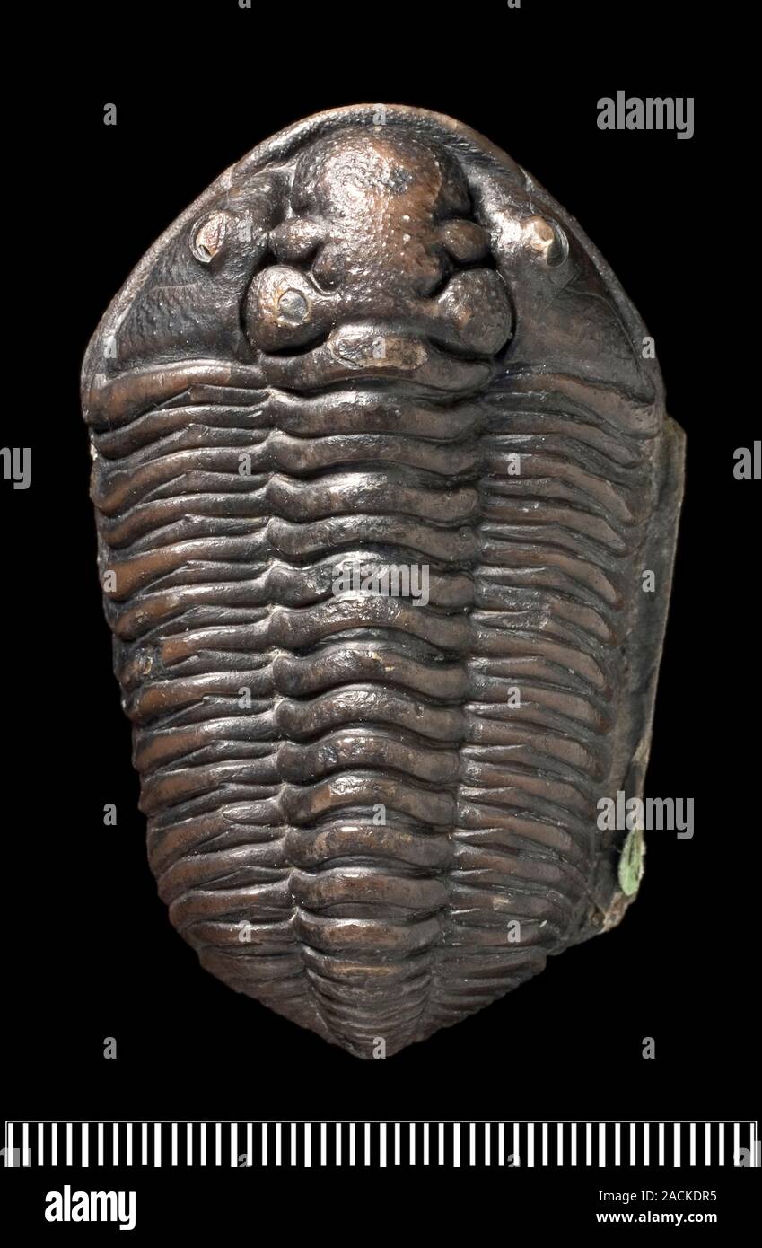 Calymene trilobite fossil. This specimen of this extinct marine ...