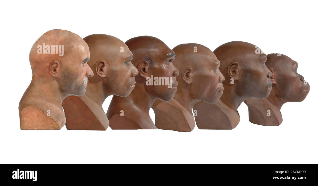 Hominid reconstruction sequence. Model reconstructions of hominids in ...