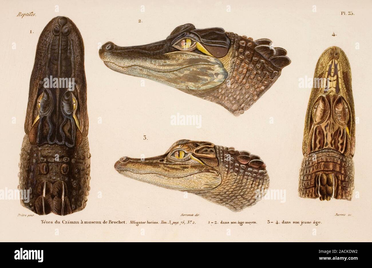 American alligator (Alligator mississippiensis). This artwork is a hand ...