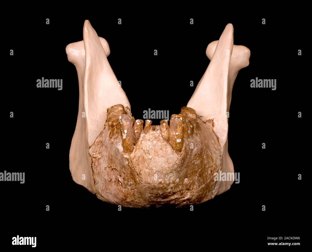 Gigantopithecus model jaw. The central bit of this model is a fossil ...
