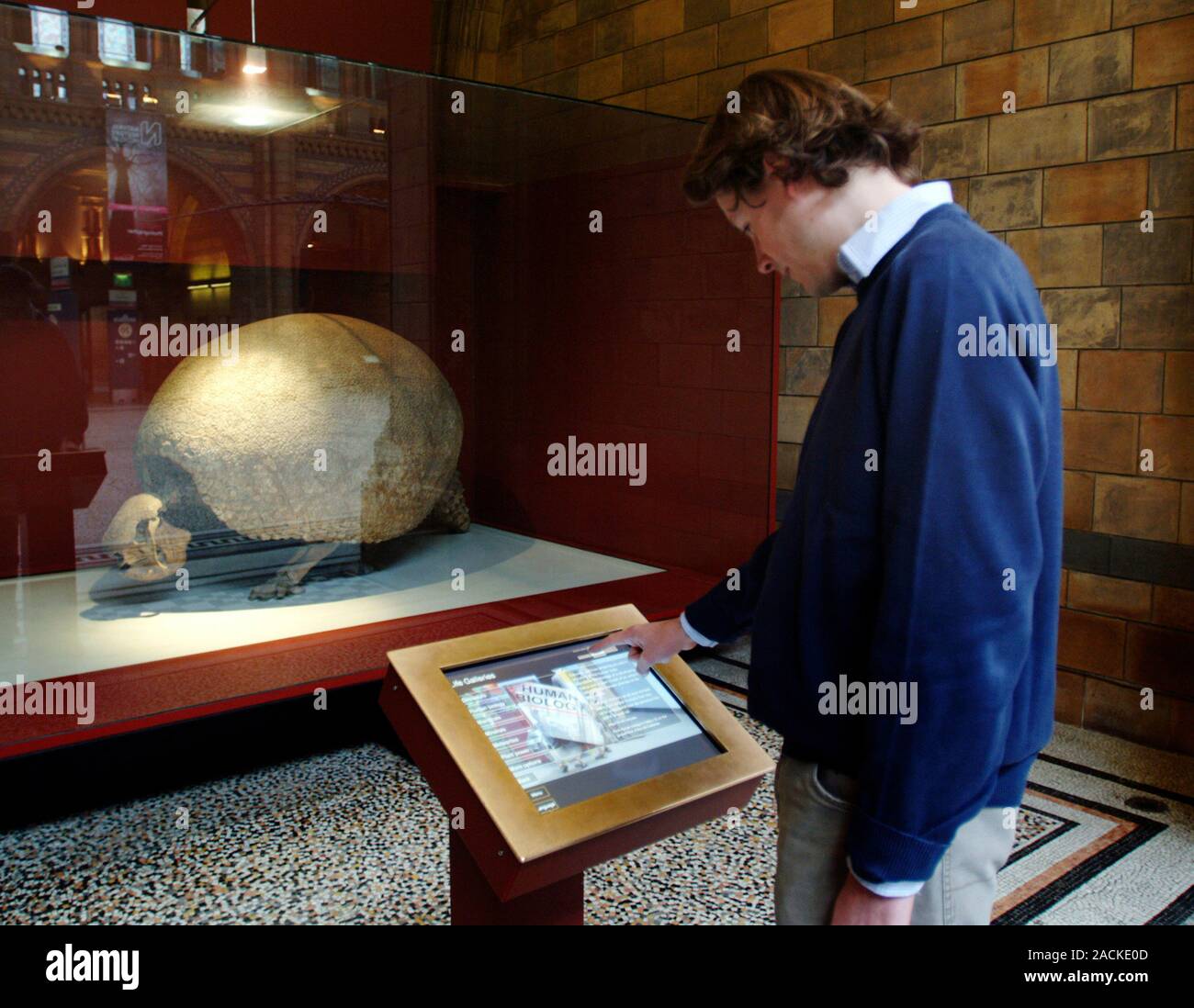Touch-screen museum display. Visitor using a touch-screen display in ...