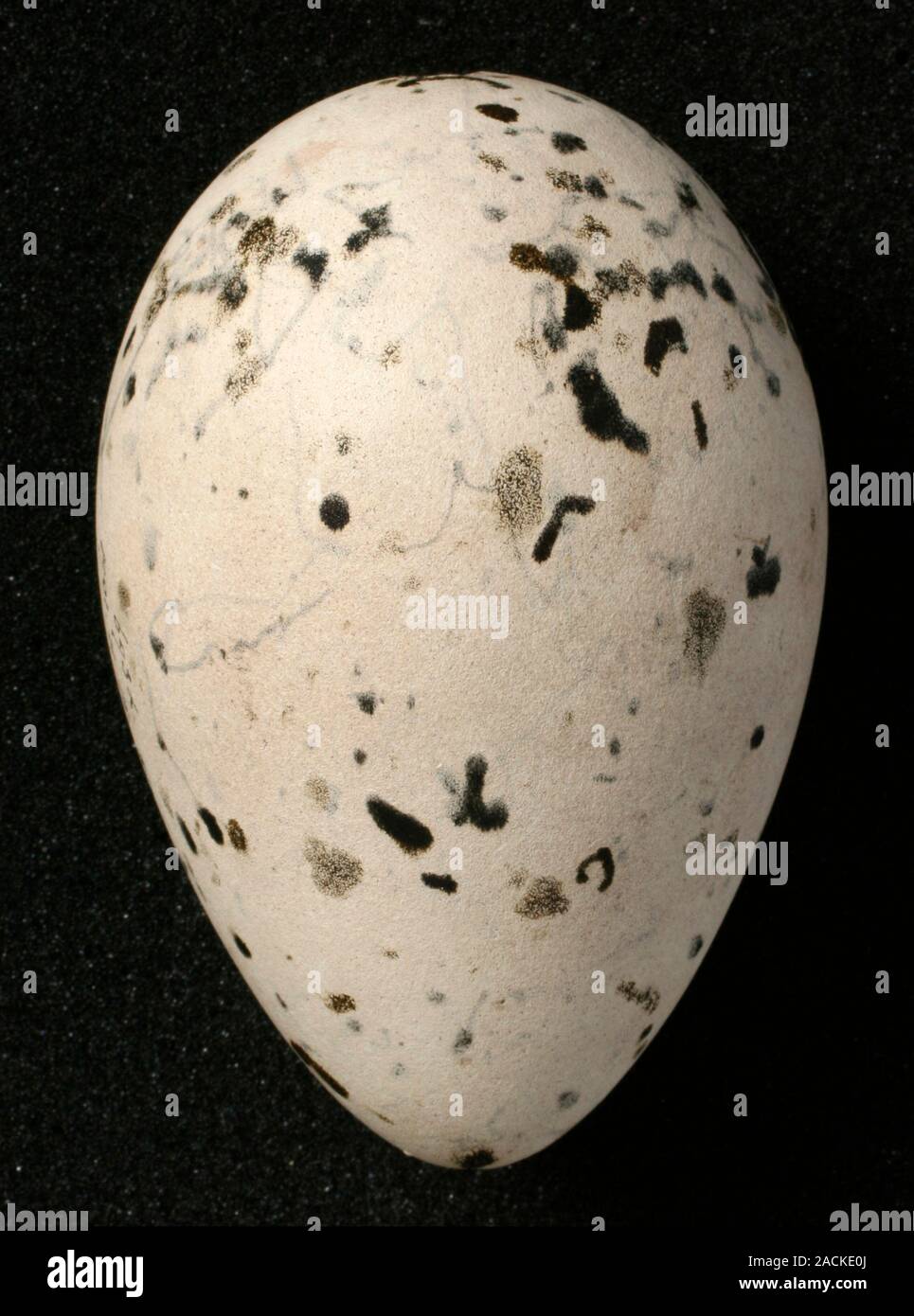 Great auk (Pinguinus impennis) egg. This is Canon Tristram's great auk ...