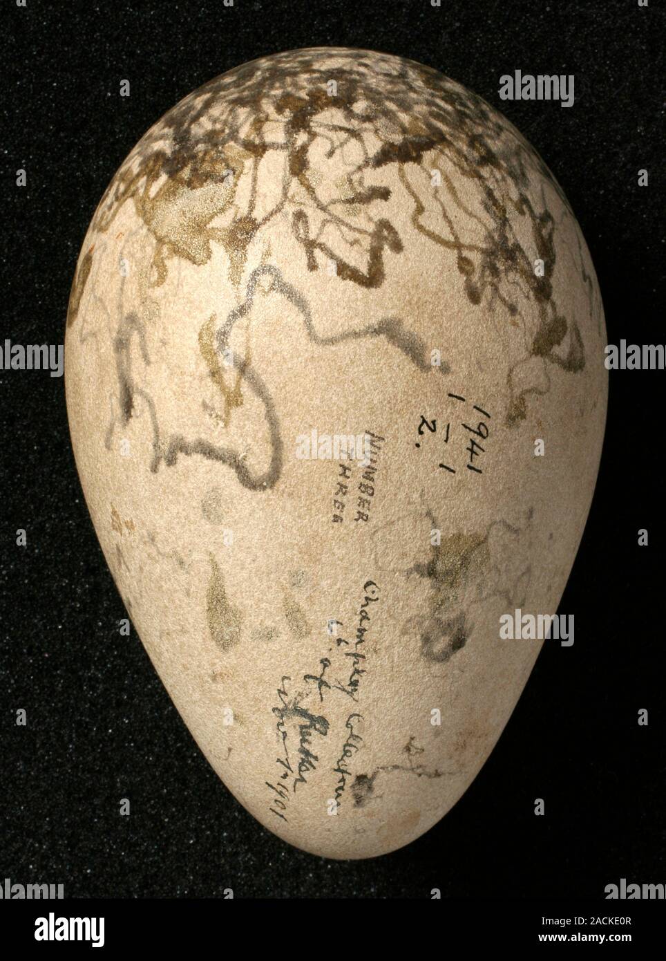 Great auk (Pinguinus impennis) egg. This is Professor Spallanzani's ...