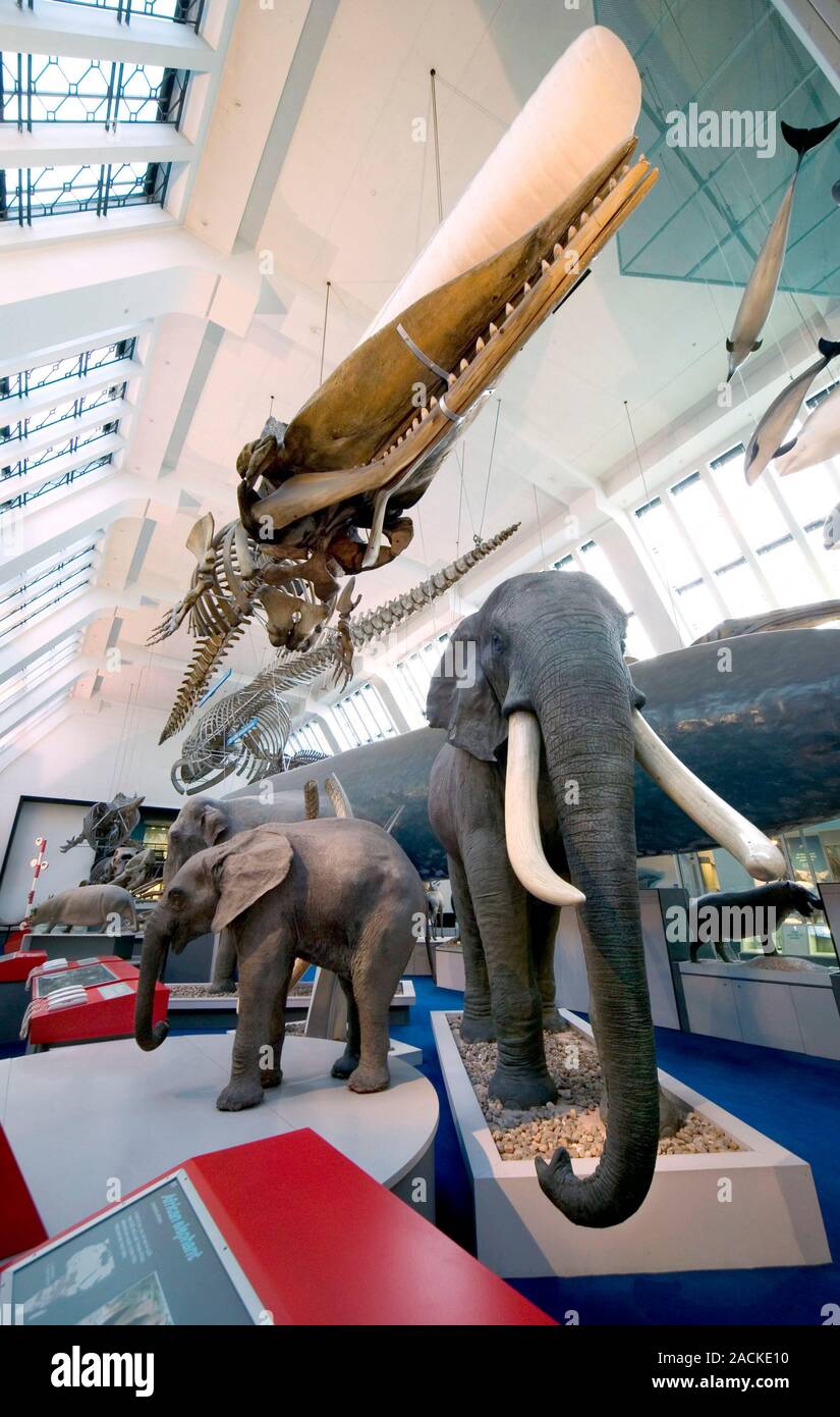 Natural History Museum's Mammal Gallery. General view of some of the ...