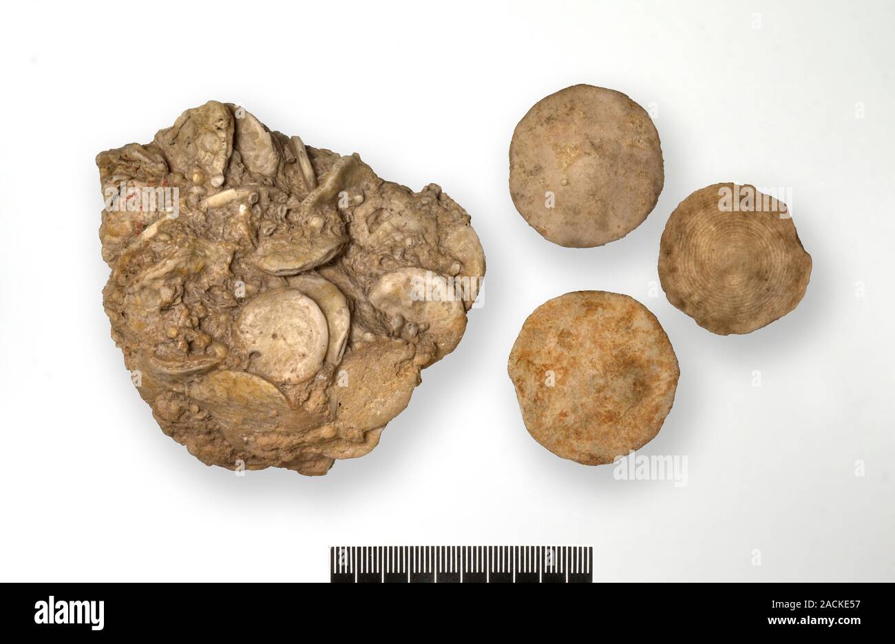 Foraminifera from the Egyptian pyramids. These fossil shells of several ...