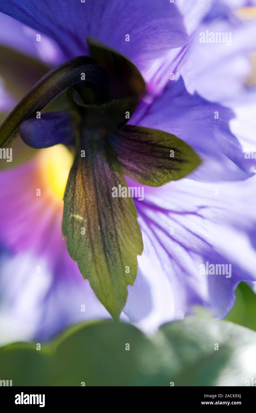 Underside of a Pansy (Viola x wittrockiana) in flower Stock Photo - Alamy