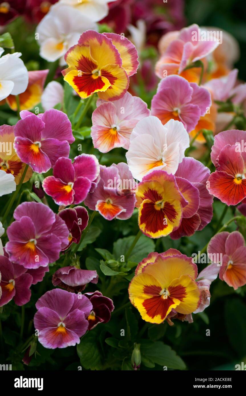 Pansies (Viola x wittrockiana 'Light Strawberry Sundae') in flower ...
