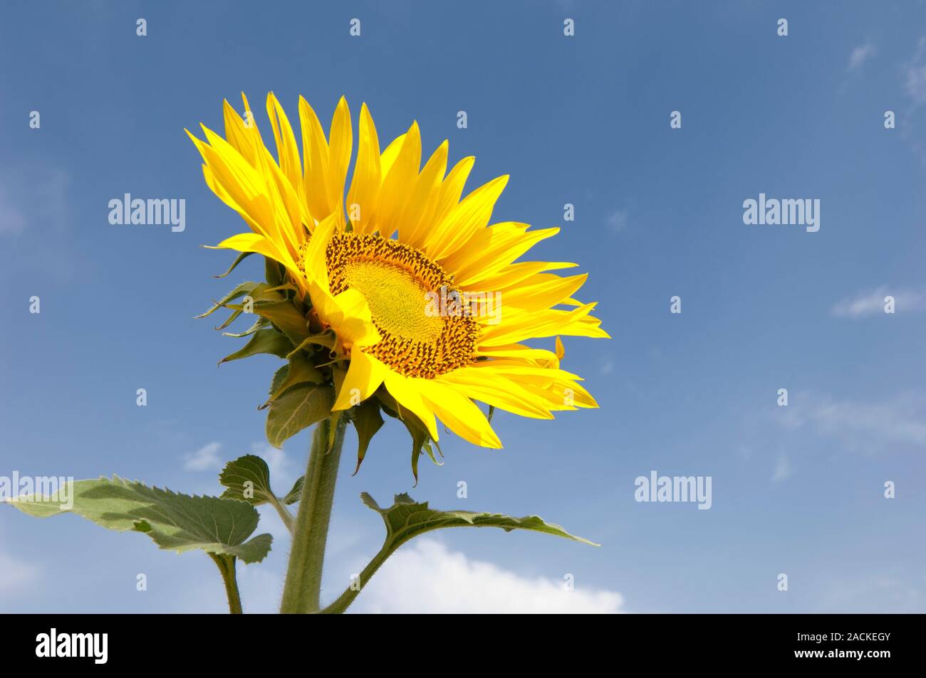 Sunflower (Helianthus sp.). Photographed in Seville, Spain Stock Photo ...