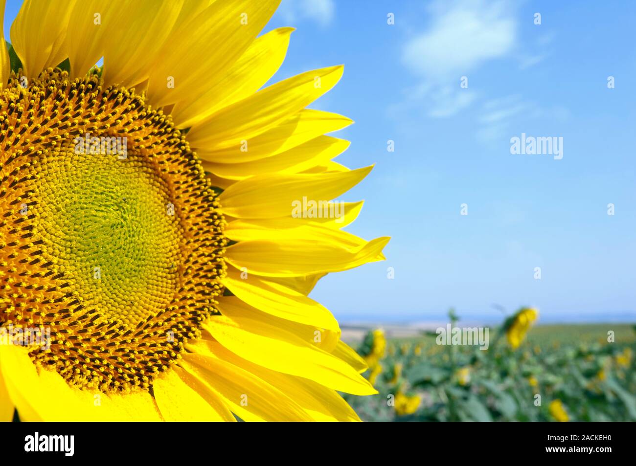 Sunflowers (Helianthus sp.) in a field. Photographed in Seville, Spain ...