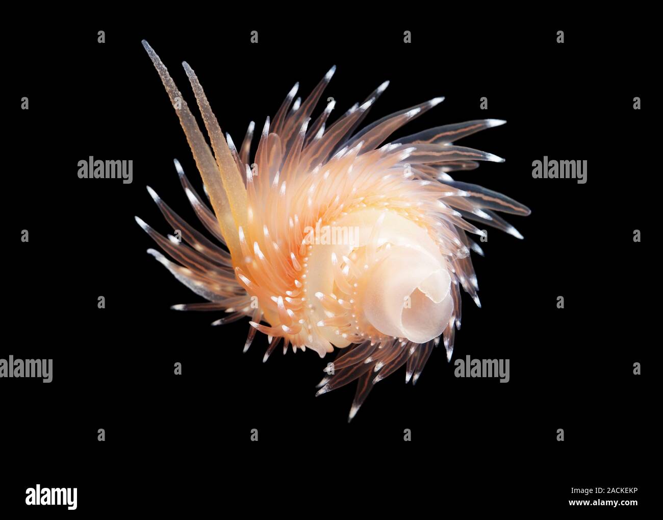 Sea slug (Coryphella polaris), from the white sea, Russia Stock Photo ...