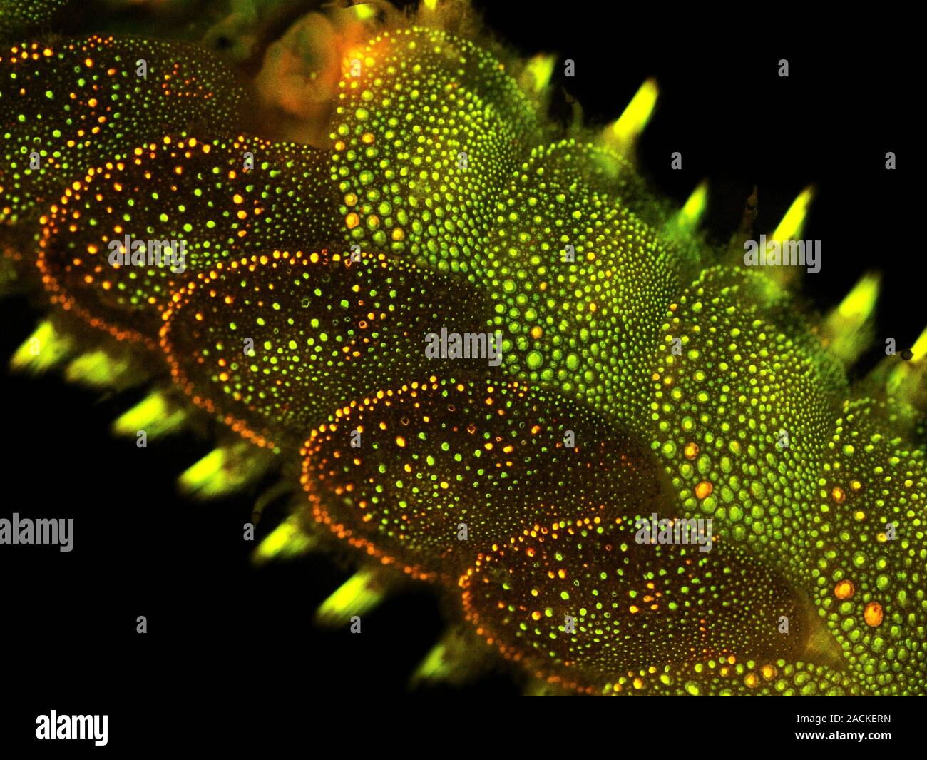 Marine worm fluorescing. Image showing the ability of the polychaete ...