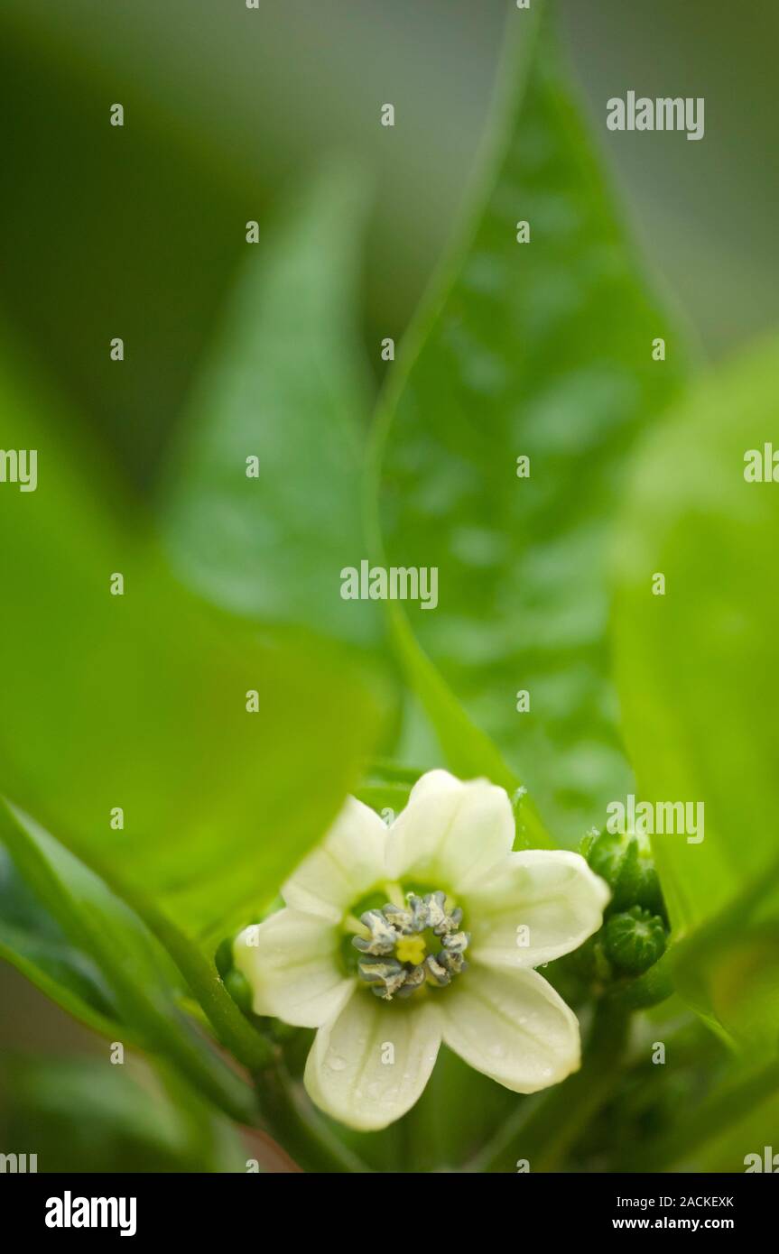 Bell pepper (Capsicum annuum) flower Stock Photo - Alamy