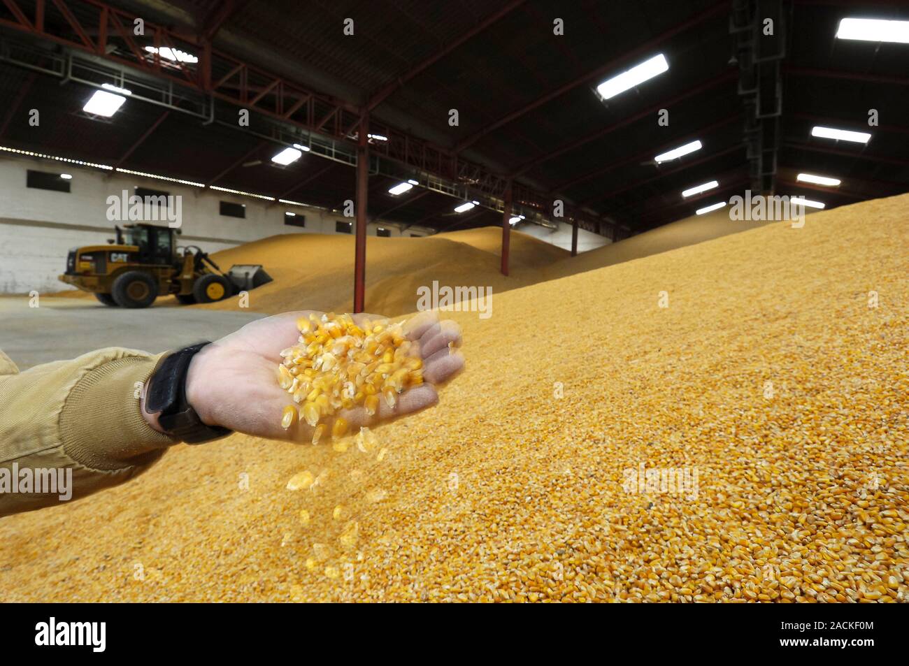 Grain store. Maize (Zea mays) kernels in a store Stock Photo - Alamy