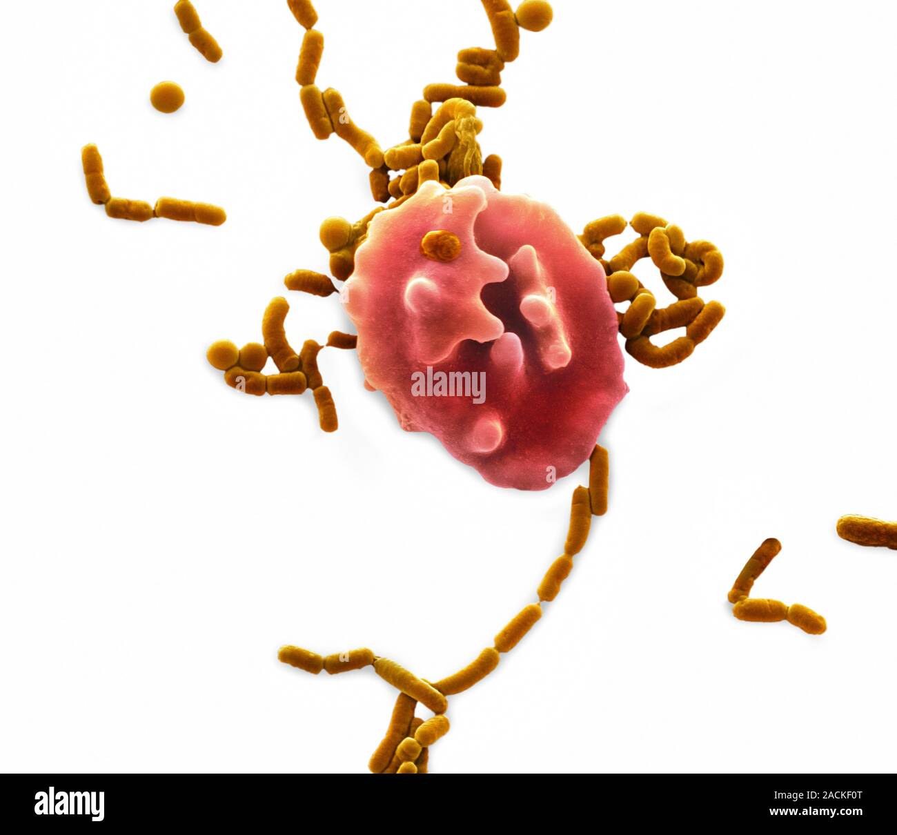Red blood cell and bacteria. Coloured scanning electron micrograph (SEM ...