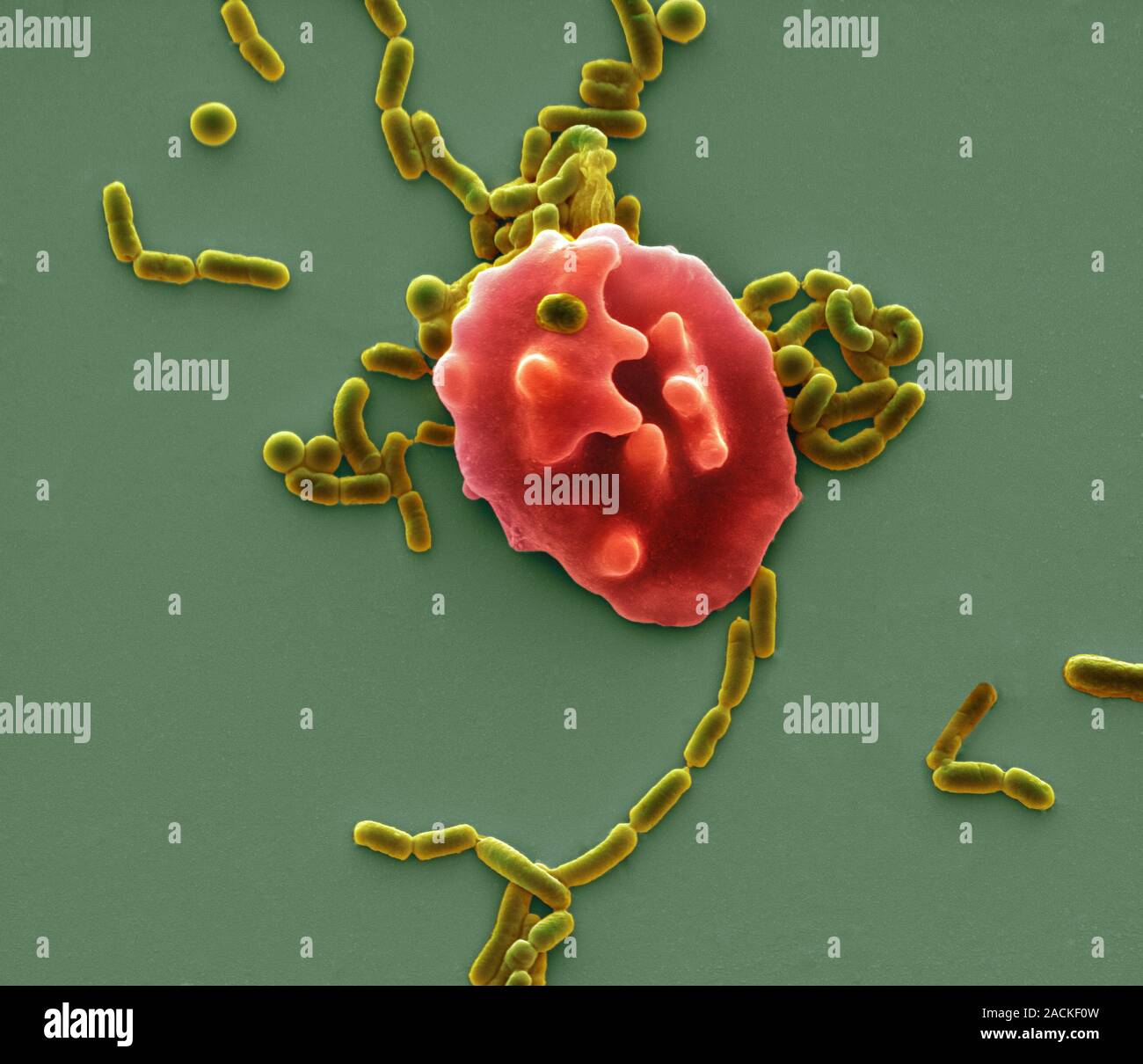 Red blood cell and bacteria. Coloured scanning electron micrograph (SEM ...