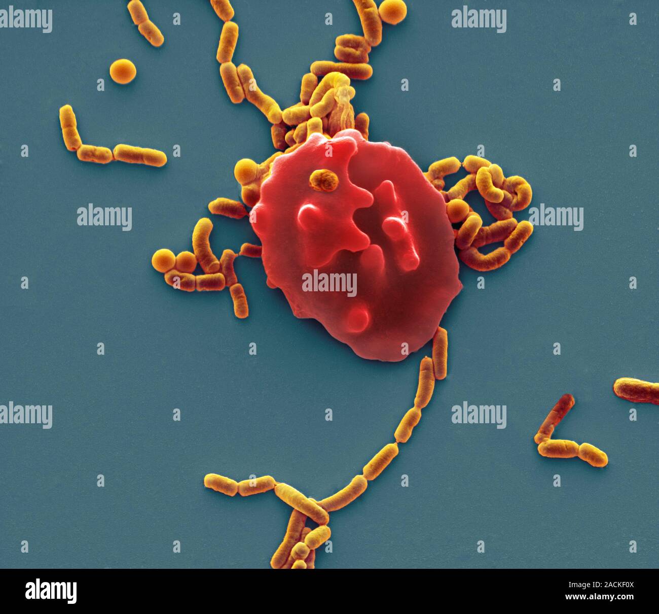 Red blood cell and bacteria. Coloured scanning electron micrograph (SEM ...
