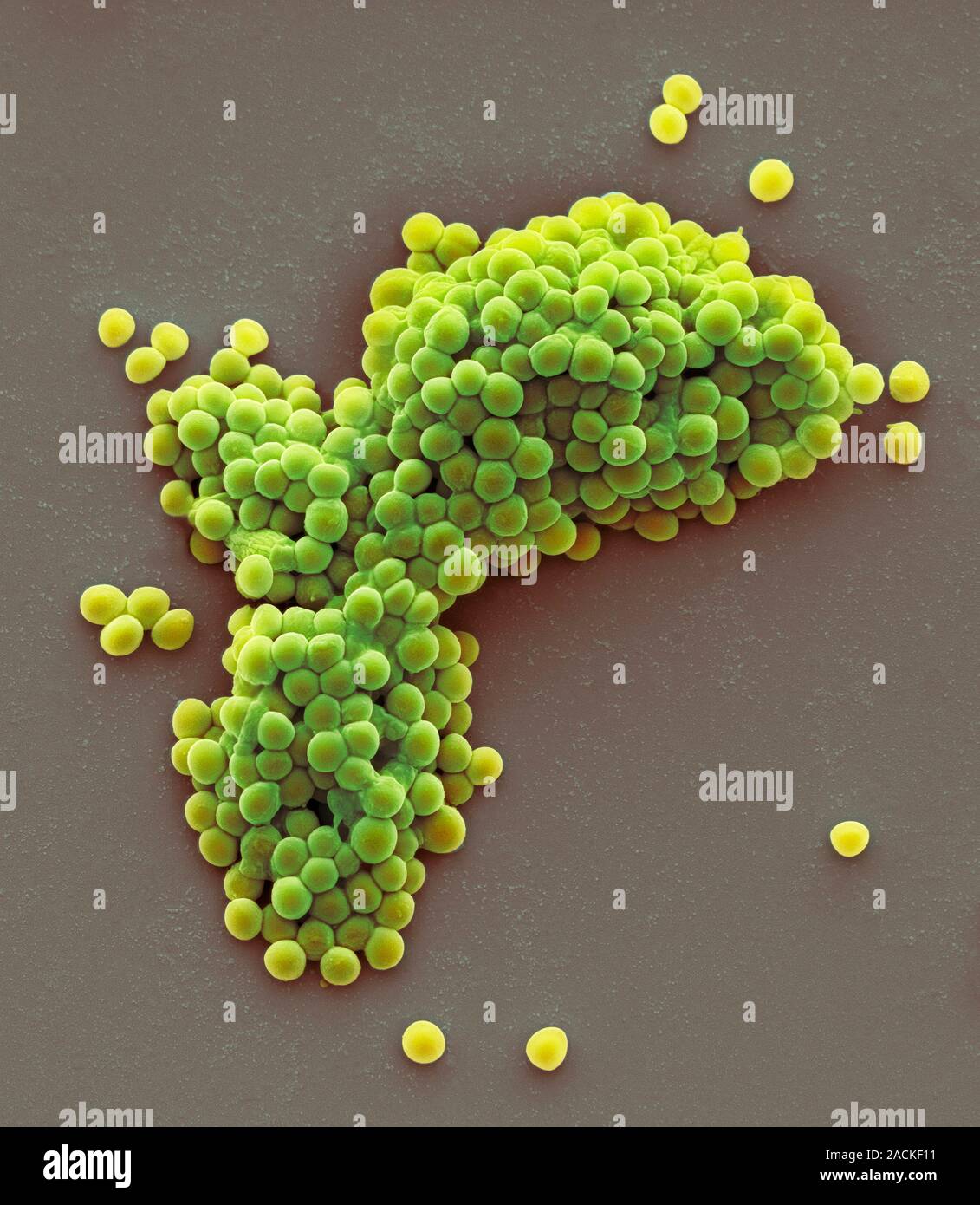 Streptococcus thermophilus bacteria, coloured scanning electron ... Streptococcus thermophilus bacteria, coloured scanning electron ...