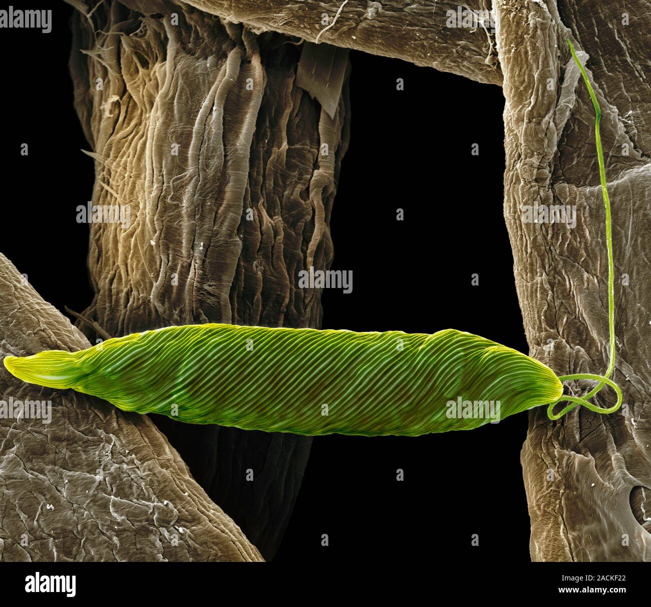 Euglena flagellate protozoan. Coloured scanning electron micrograph ...