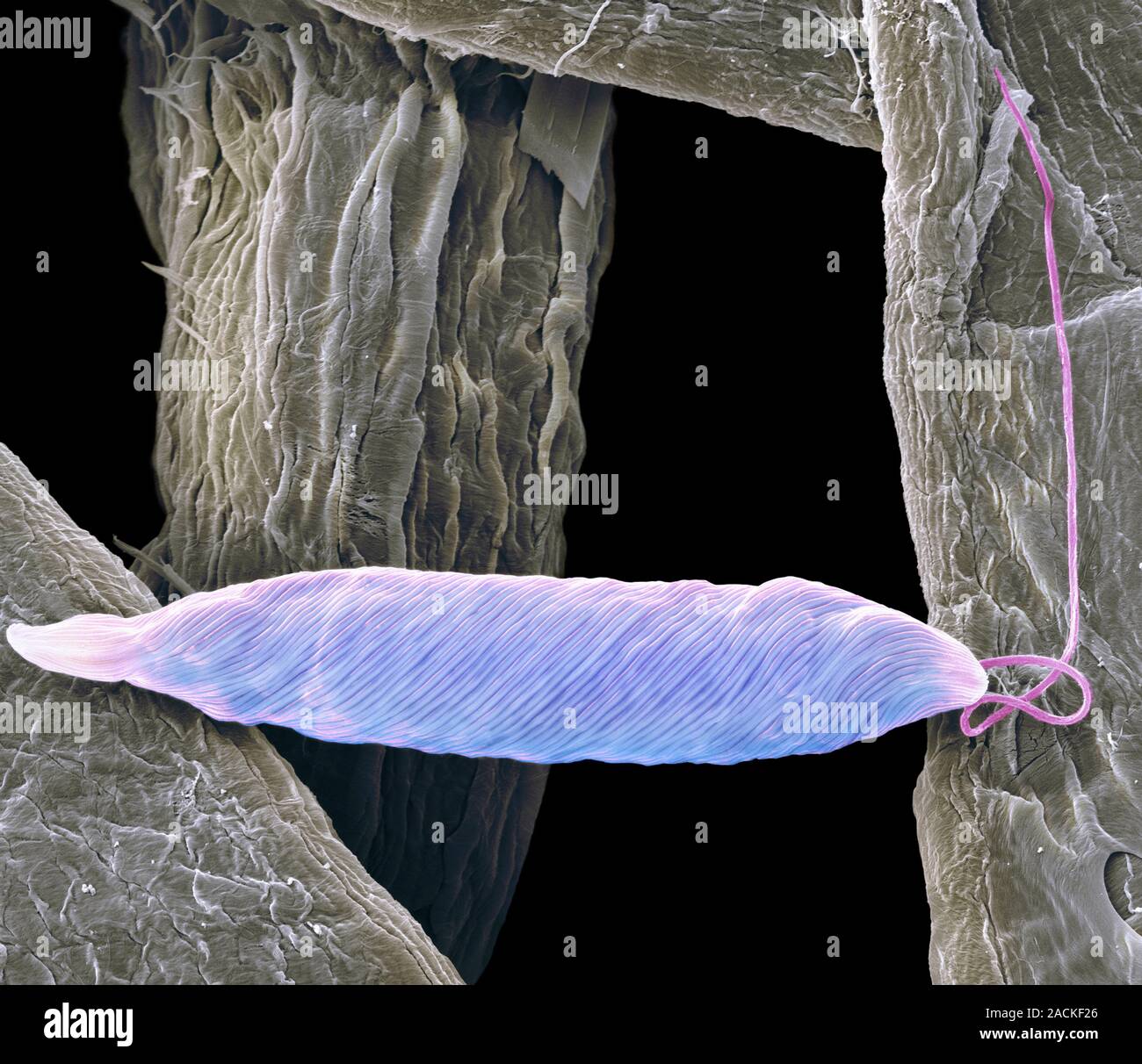 Euglena flagellate protozoan. Coloured scanning electron micrograph ... Euglena flagellate protozoan. Coloured scanning electron micrograph ...