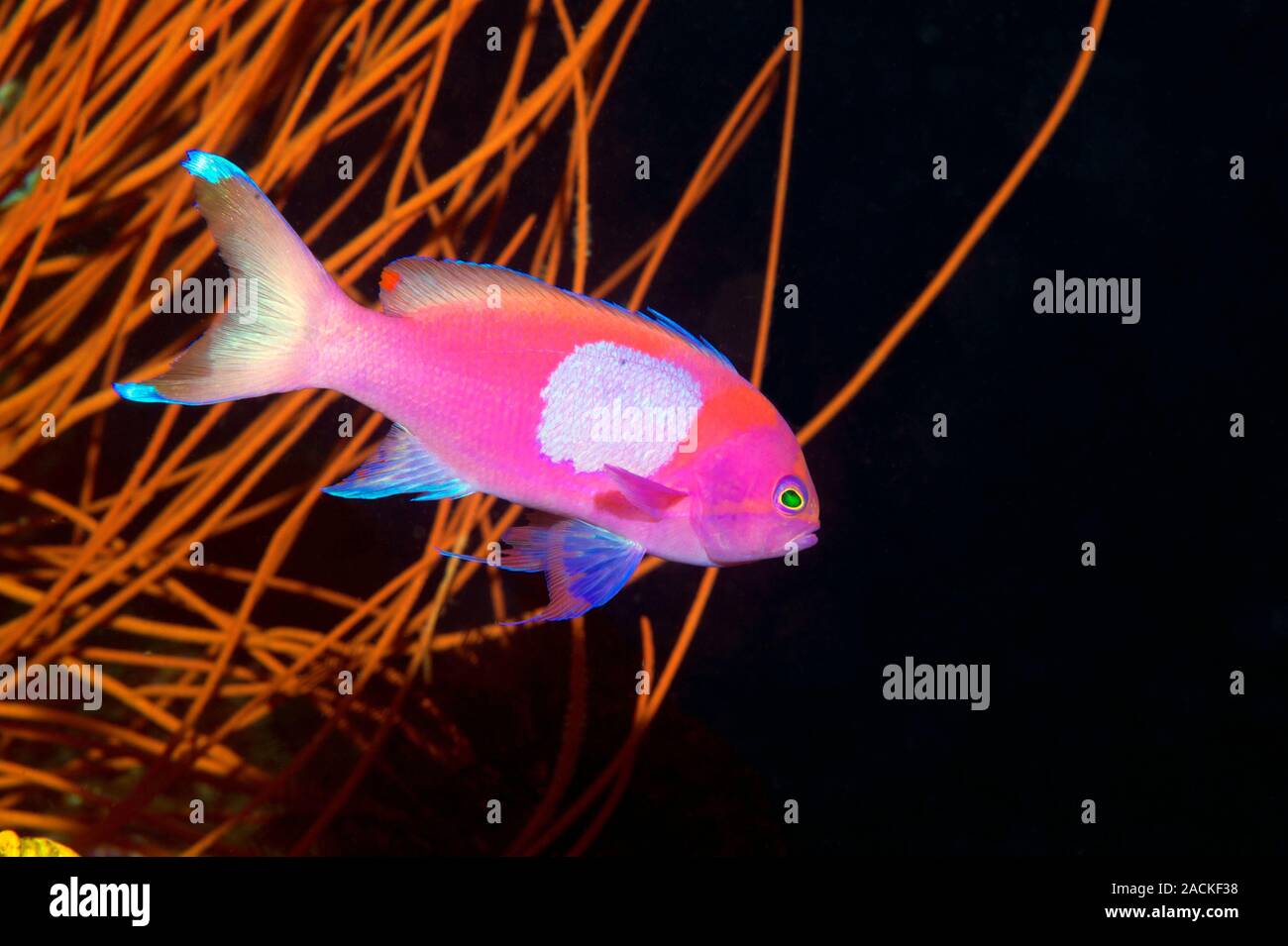 Male square-spot fairy basslet (Pseudanthias pleurotaenia ...