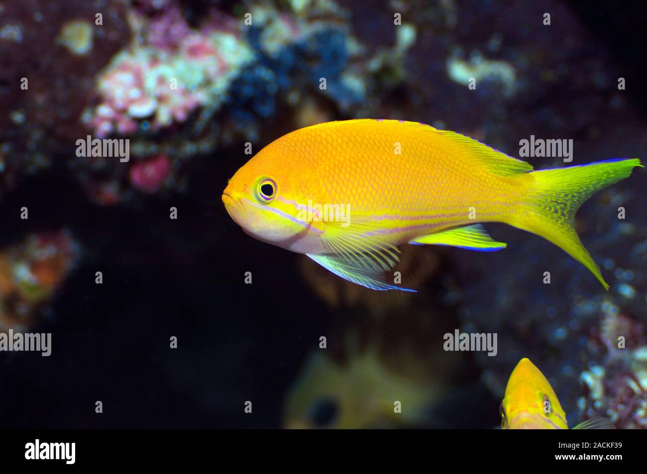 Female square-spot fairy basslet (Pseudanthias pleurotaenia ...