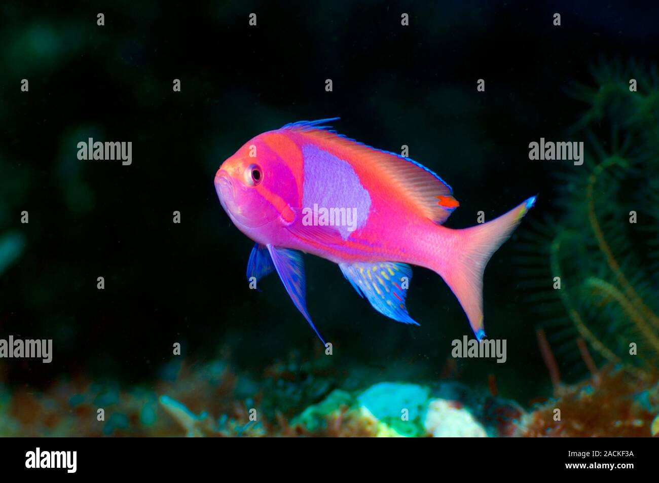 Male square-spot fairy basslet (Pseudanthias pleurotaenia ...