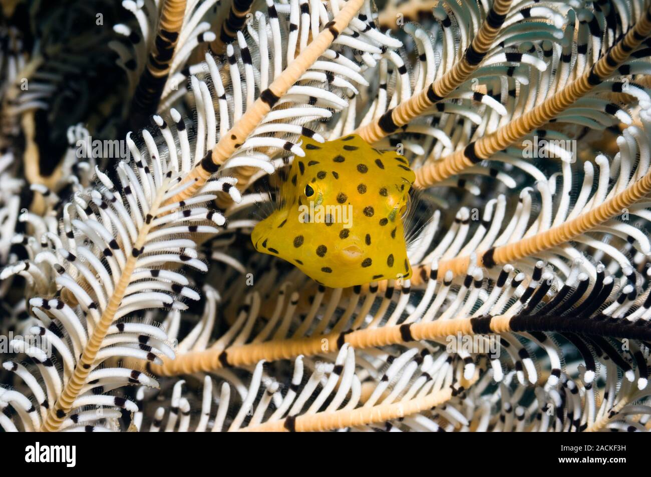 Yellow boxfish. Close-up of a juvenile yellow boxfish (Ostracion ...