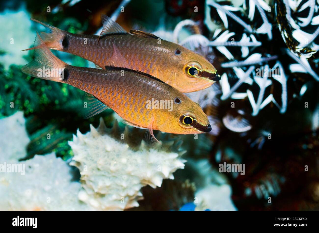 False ear-spot cardinalfish (Apogon jenkinsi). Photographed off Rinca ...