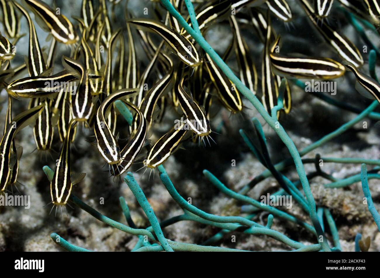 Striped catfish (Plotosus lineatus) on a reef. These fish inhabit the ...