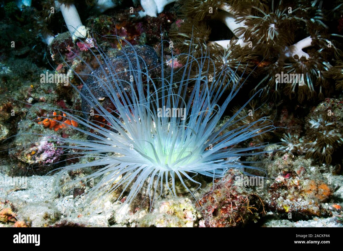 Tube anemone. Cerianthus sp. tube anemone amongst corals. Tube, or ...