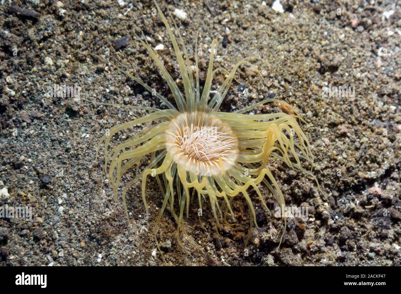 Tube anemone. Cerianthus sp. tube anemone on the sea-bed. Tube, or cylinder, anemones are ...