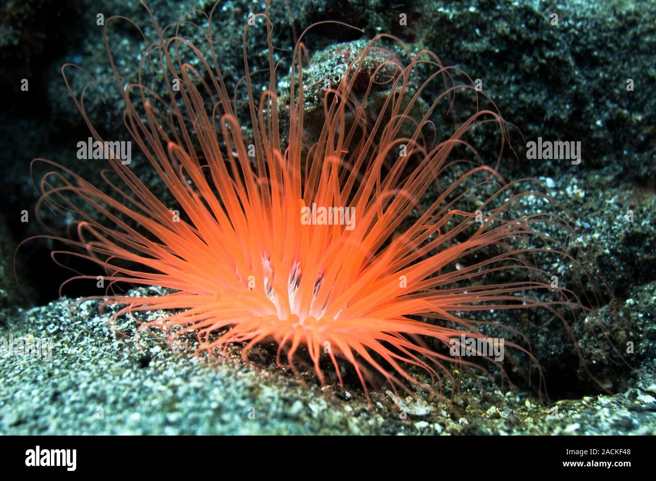 Tube anemone. Luminescent Cerianthus sp. tube anemone on a reef. Tube, or cylinder, anemones are ...