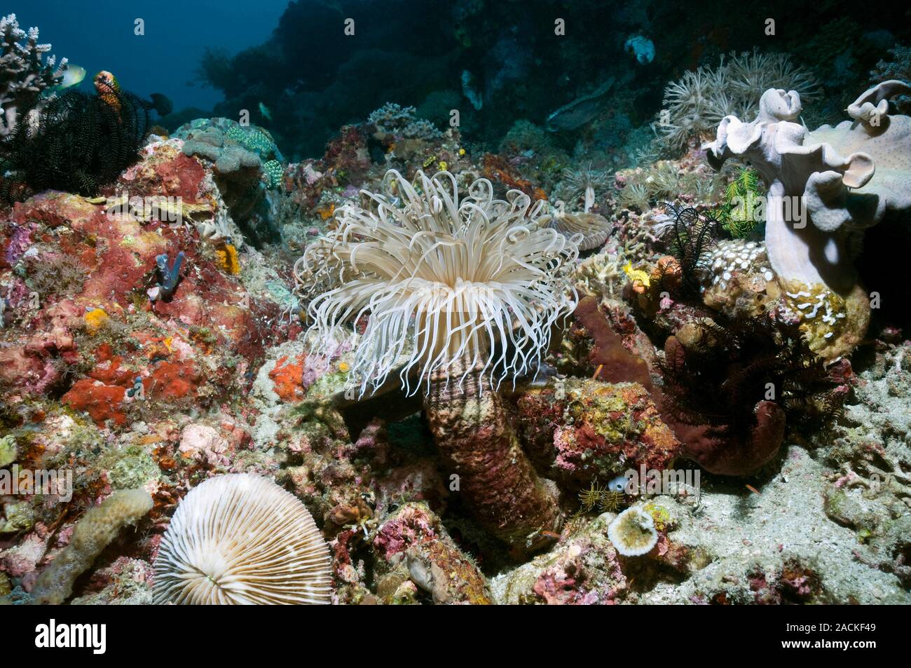 Tube anemone. Cerianthus sp. tube anemone (centre) amongst corals on a ...