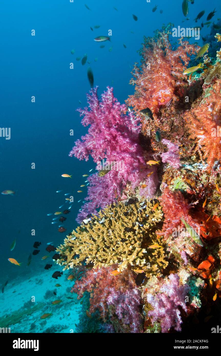 Coral reef. Photographed in the Andaman Sea, Thailand Stock Photo - Alamy
