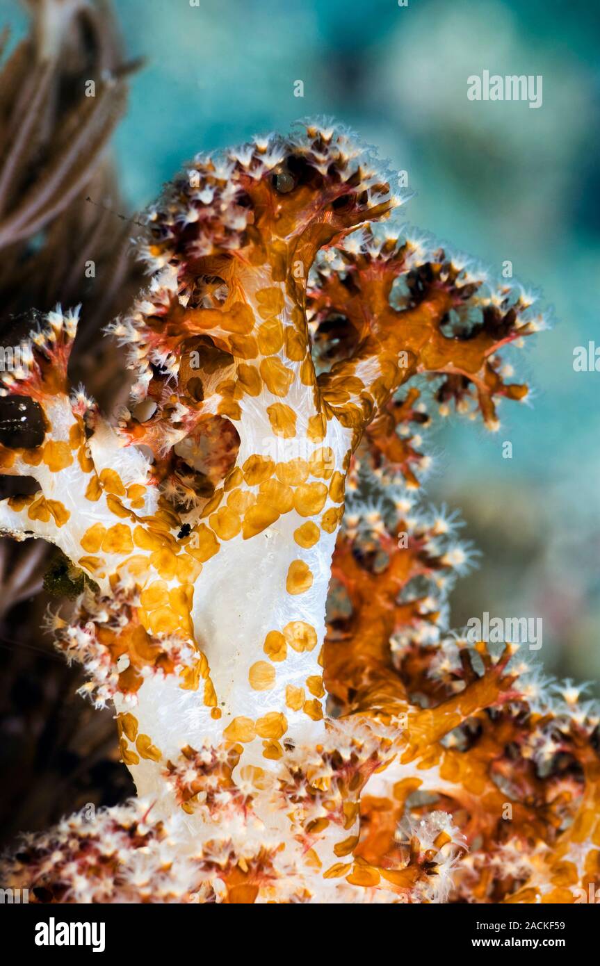 Acoel flatworms (Waminoa sp., dots) on soft coral. Photographed in ...