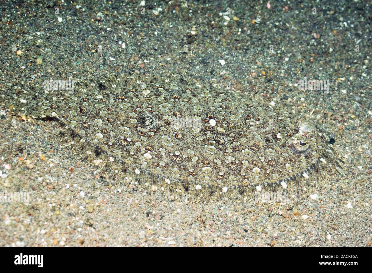 Leopard flounder in sand. Leopard flounder camouflaged on the seabed ...