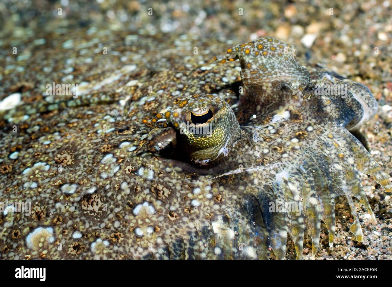 Leopard flounder in sand. Close-up of the head of a Leopard flounder ...