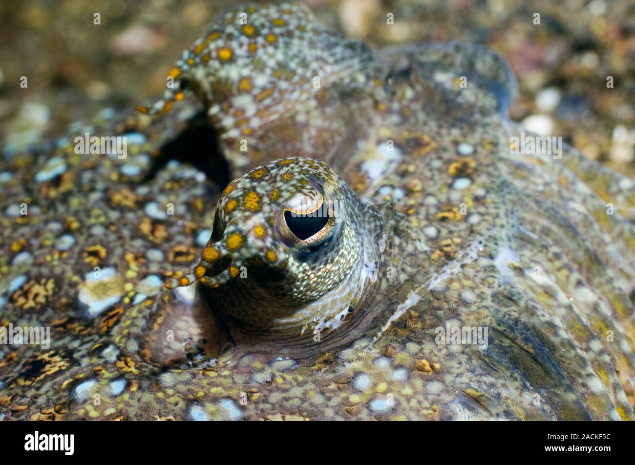 Leopard flounder in sand. Close-up of the eyes of a Leopard flounder ...