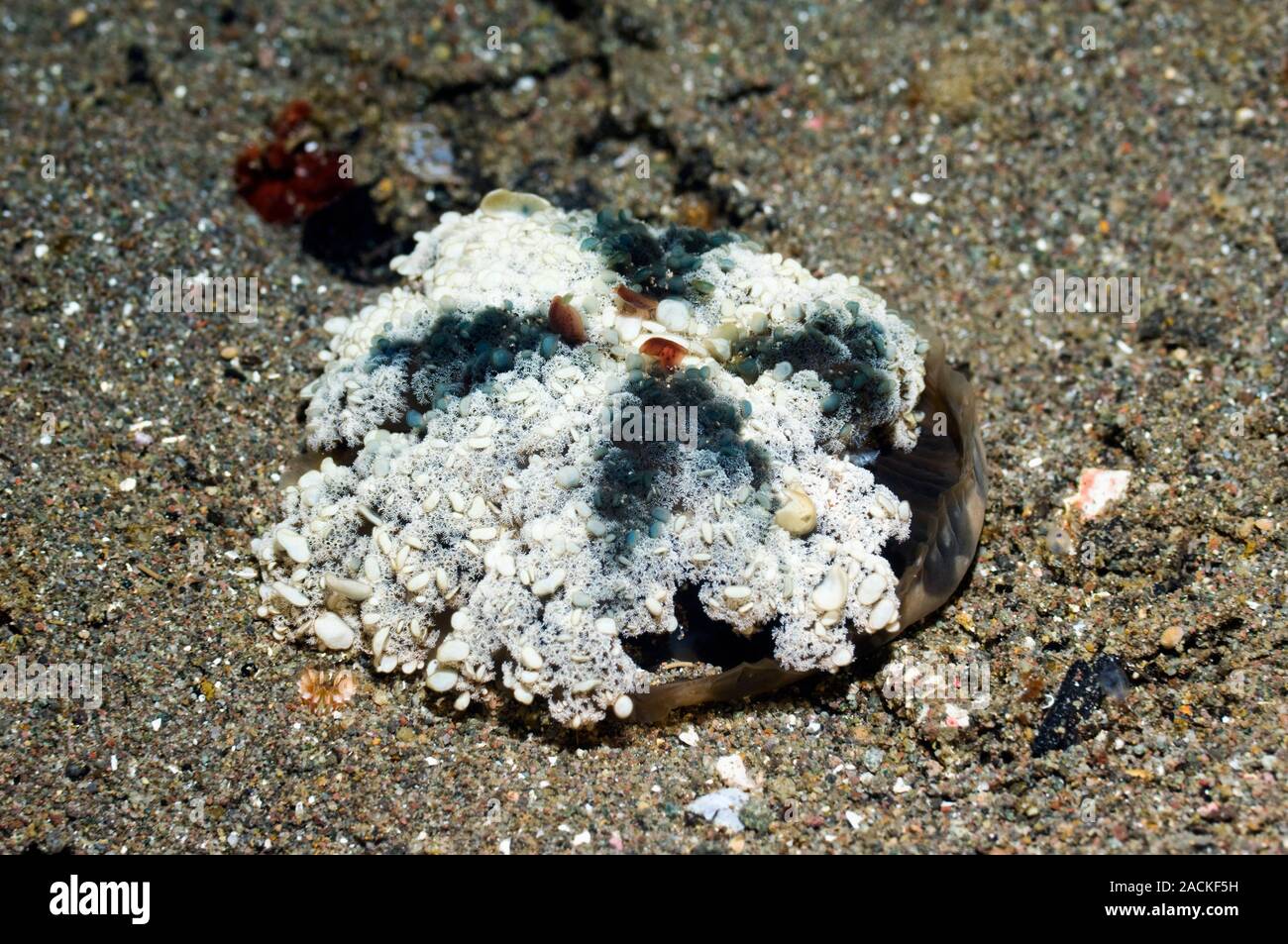 Upside-down jellyfish (Cassiopea andromeda). This jellyfish usually ...