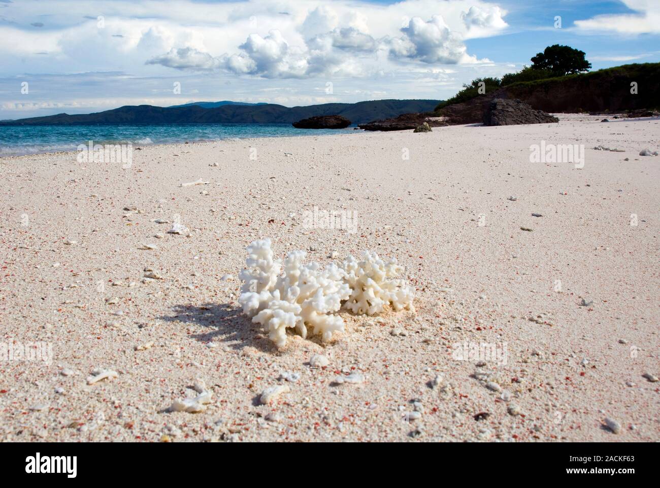 Organ pipe coral (Tubipora musica) skeleton on a sandy beach ...