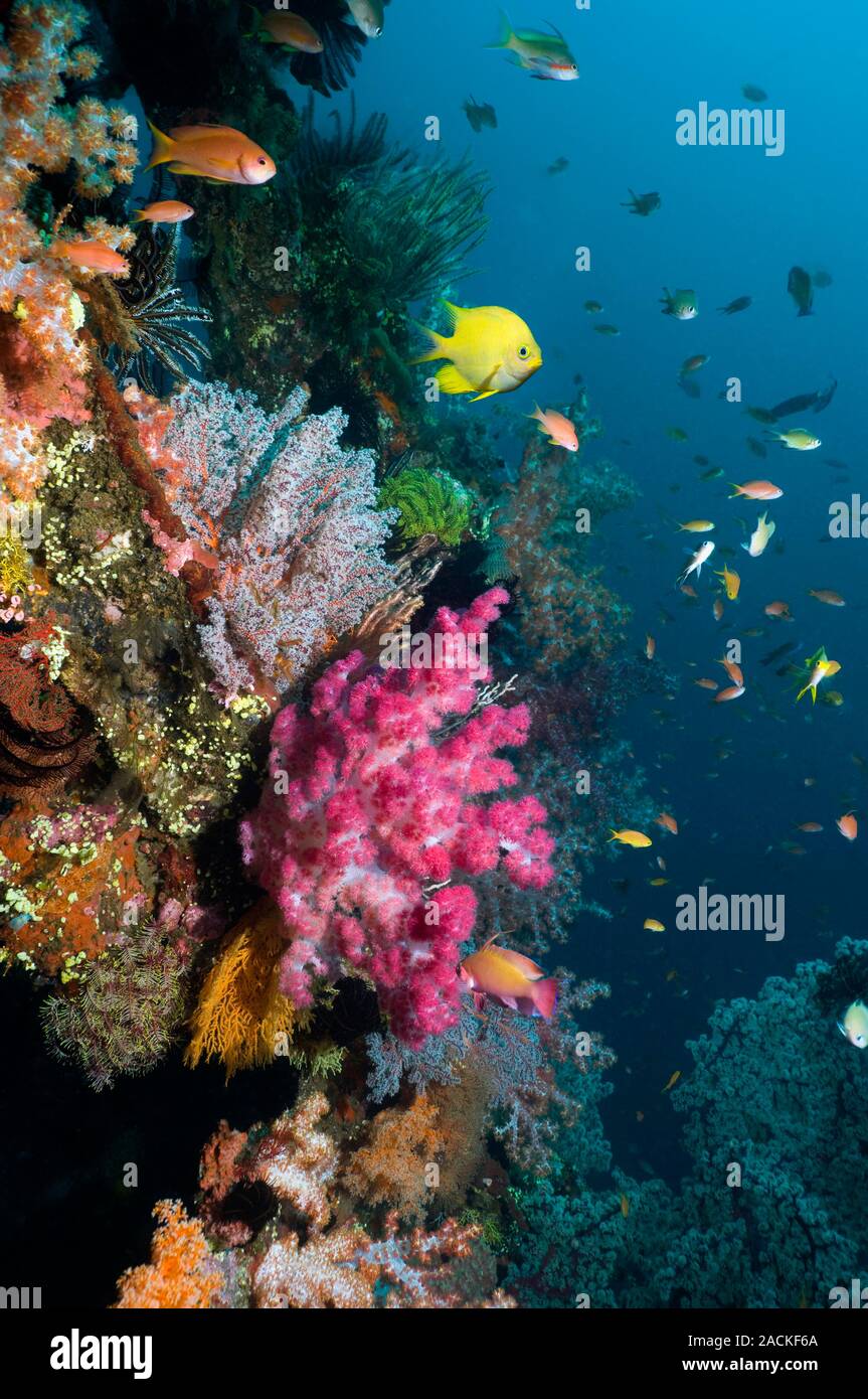 Coral reef. Golden damsel (Amblyglyphidodon aureus) on a reef ...