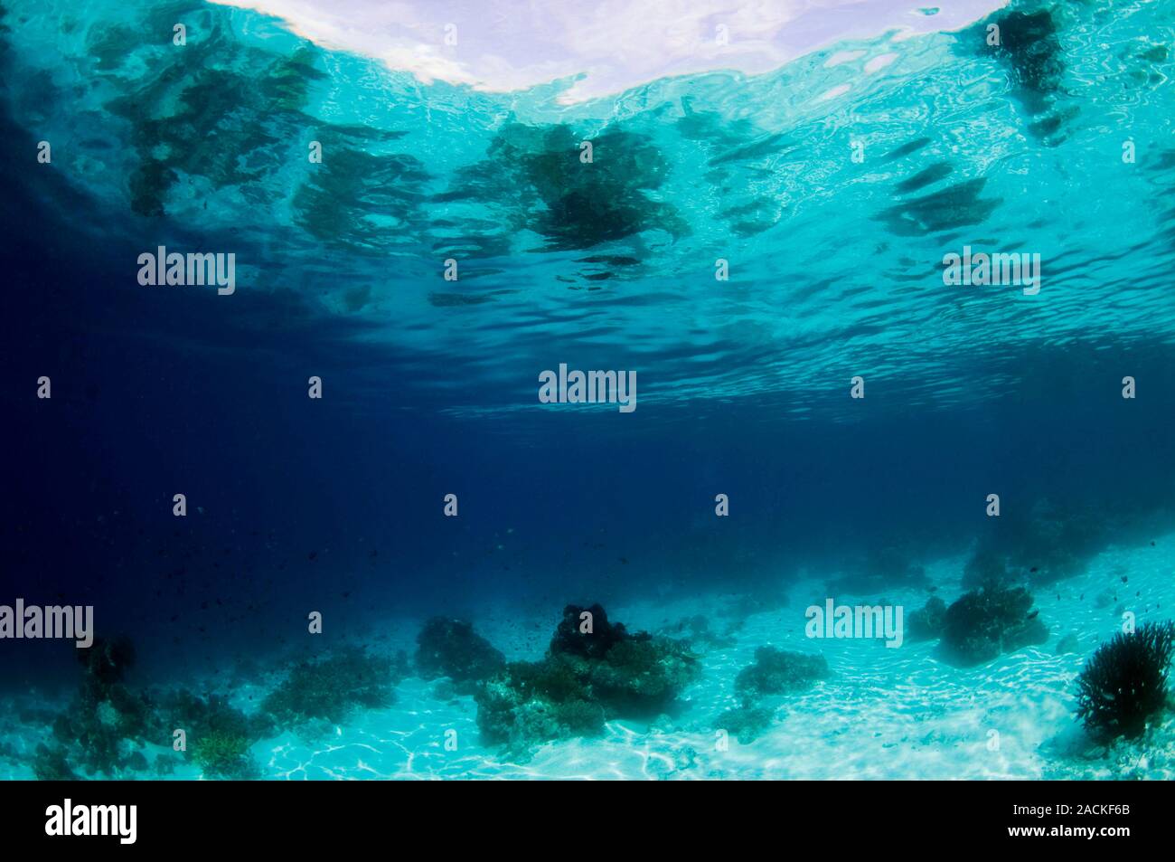Shallow reef. Corals growing in shallow water. Photographed in Komodo ...