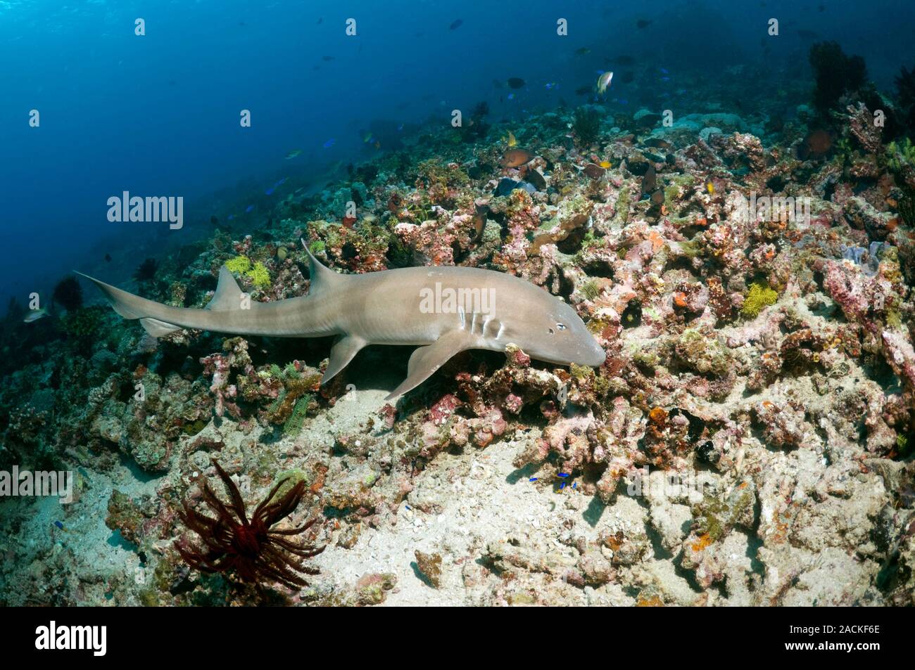 Brownbanded bamboo shark (Chiloscyllium punctatum) on a reef ...