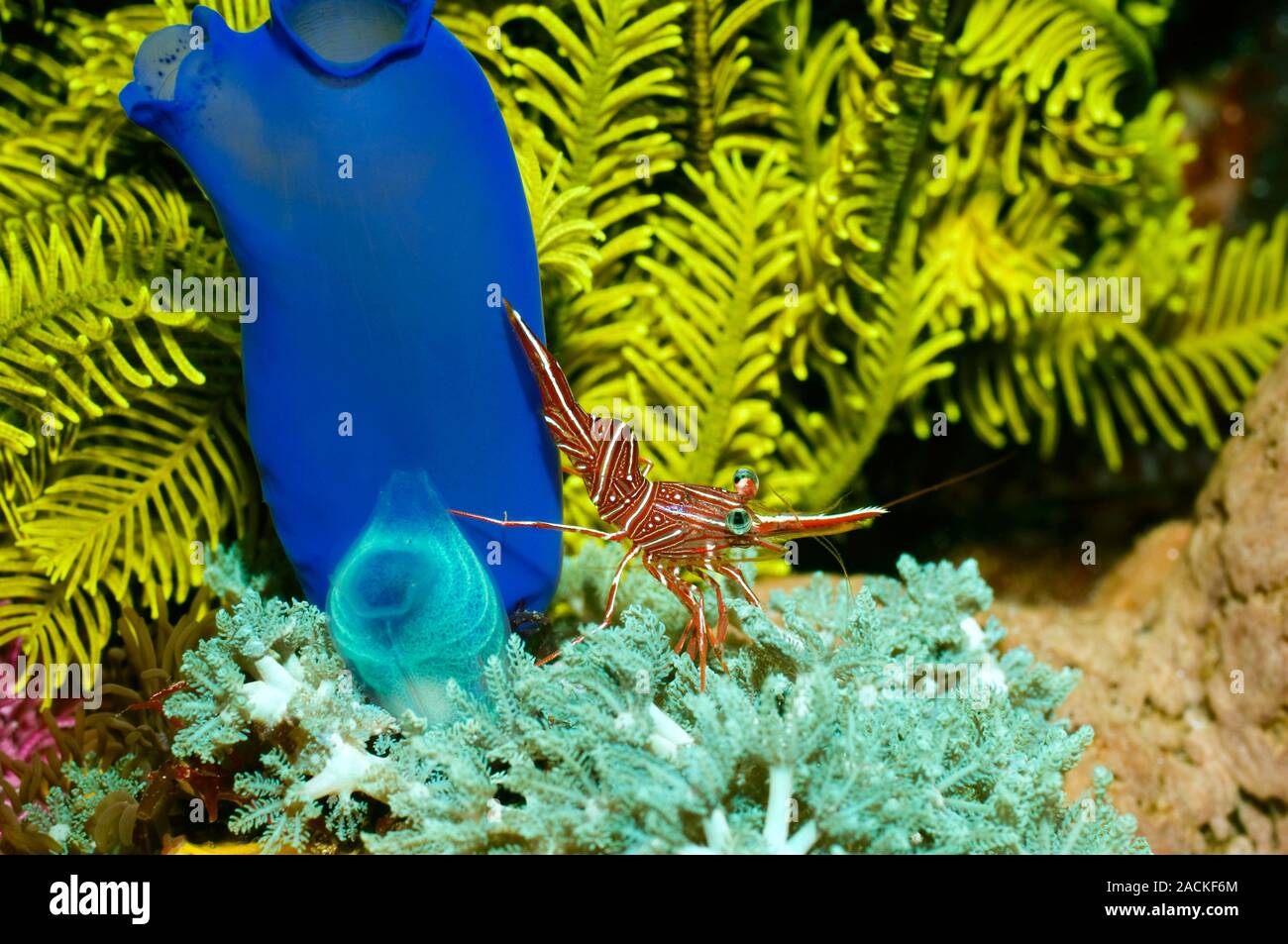 Hingebeak shrimp (Rhynchocinetes durbanensis) on a blue sea squirt ...