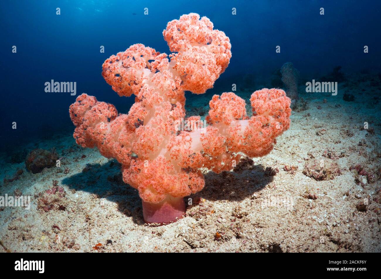 Umbellate tree coral (Dendronephthya mucronata). Photographed in Komodo ...