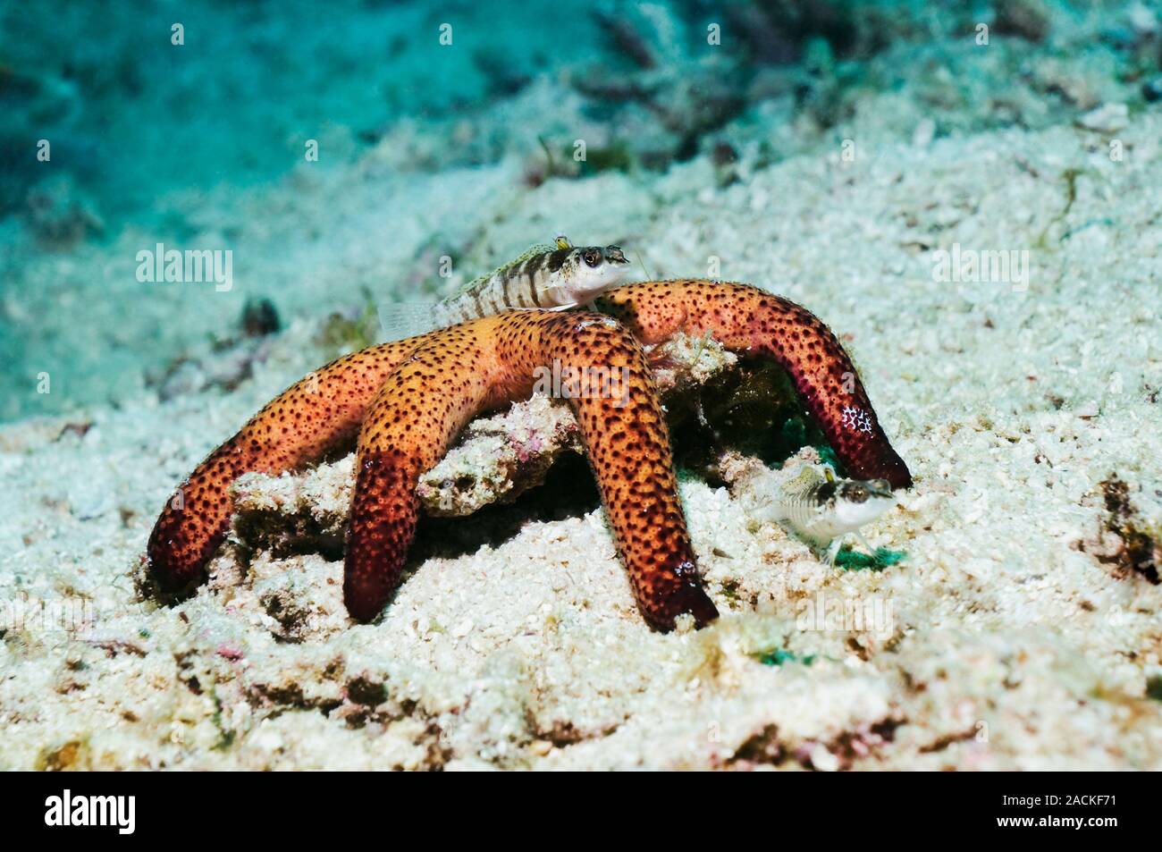 Fish on a starfish. Sandperch (Parapercis sp.) resting on the back of a ...