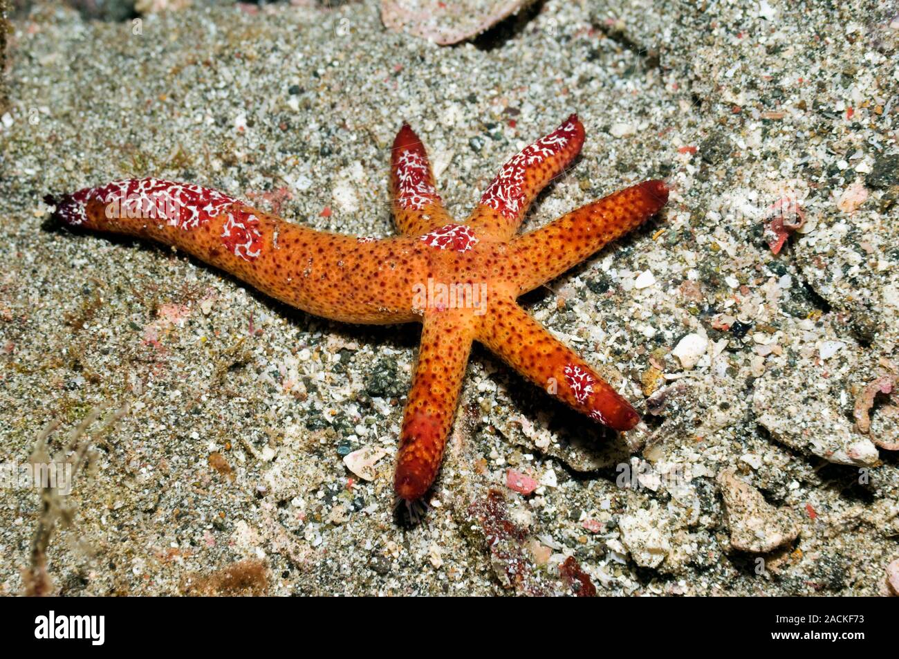 Luzon starfish (Echinaster luzonicus) on the seabed. Photographed off ...